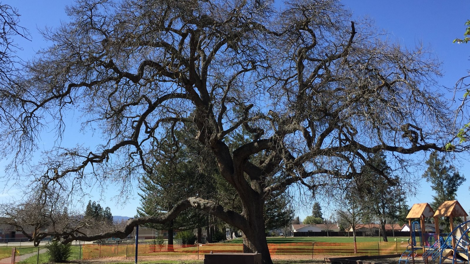 Petition · Save our Sunset Park Oak Tree before it is too late ...