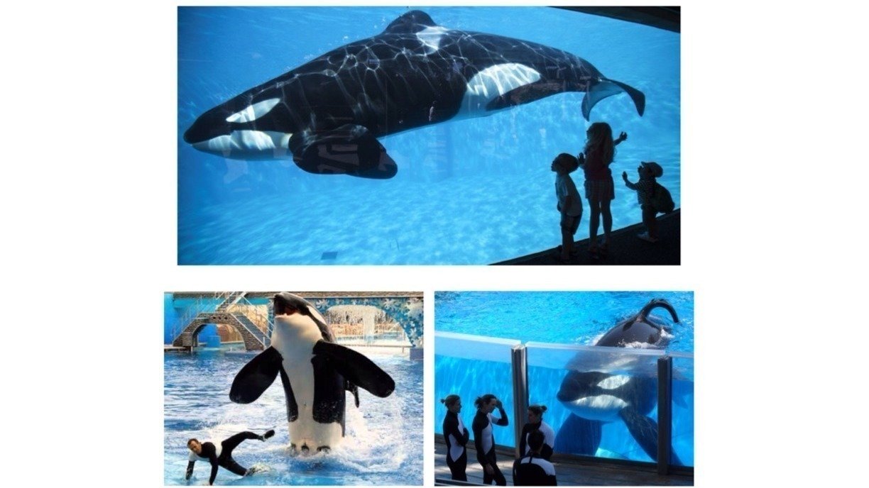 Petition · File new law to end SeaWorld's cruelty to sea creatures ...
