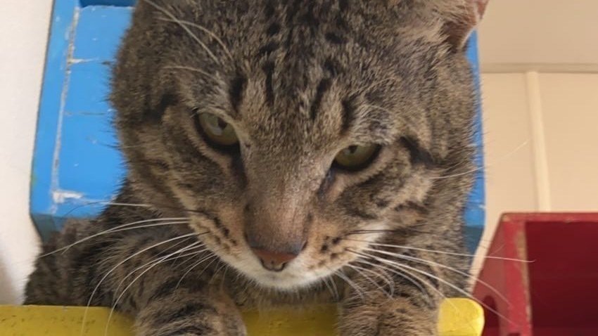 Petition · Petition to get Eggs the Sped Cat - United States · Change.org