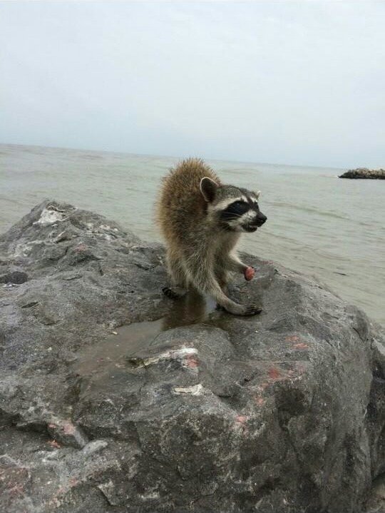 Petición · POR FAVOR SALVEN A LA ESPECIE DE MAPACHES QUE VIVE EN LAS ...