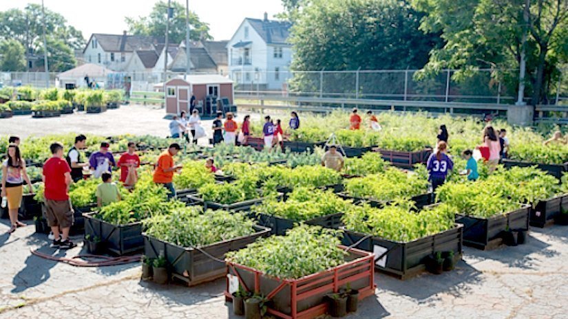 Petition · Establishing Community Gardens in Lower Income Areas ...