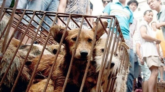 Petition · THREAT TO PUBLIC HEALTH INHUMANE WET MARKETS - United States ...
