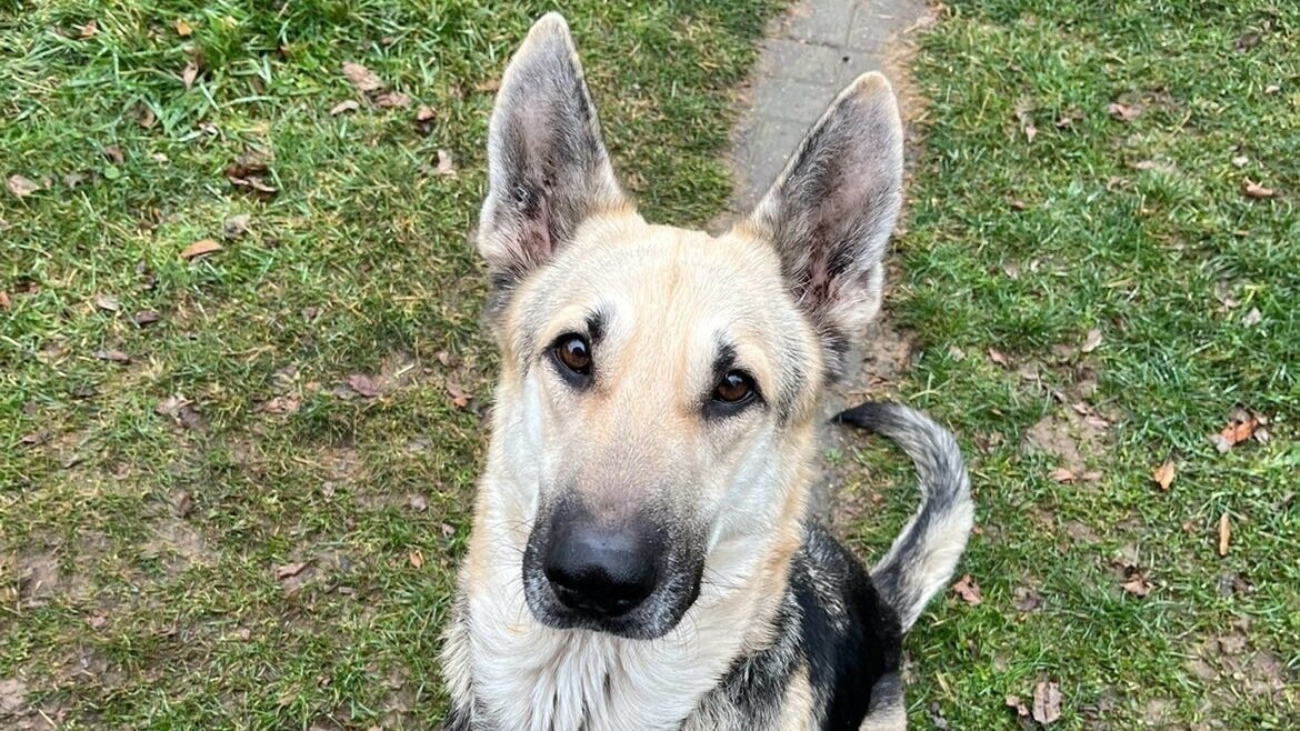 Petition · Stop the Euthanasia of Animals in Shelters - United States ...