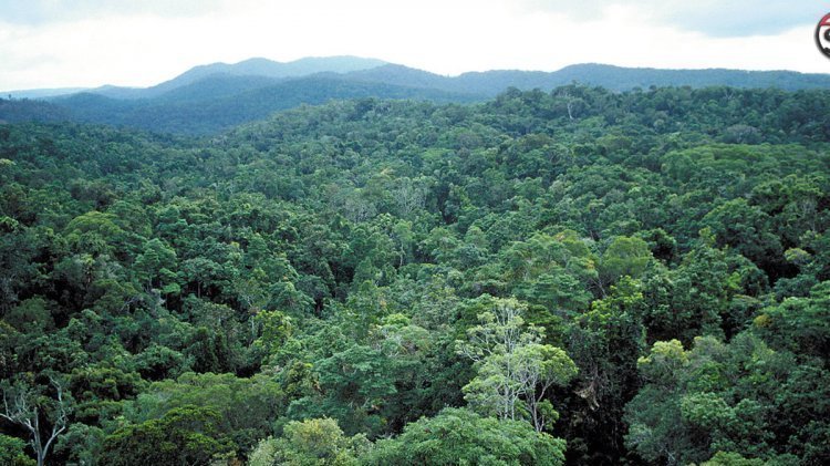 Petition · Save Madhya Pradesh Buxwaha Forest - India · Change.org