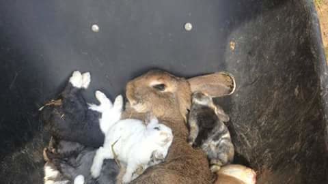 Petition update · FACES OF THE REALITY OF RHDV2 VIRUS IN AUSTRALIA ...