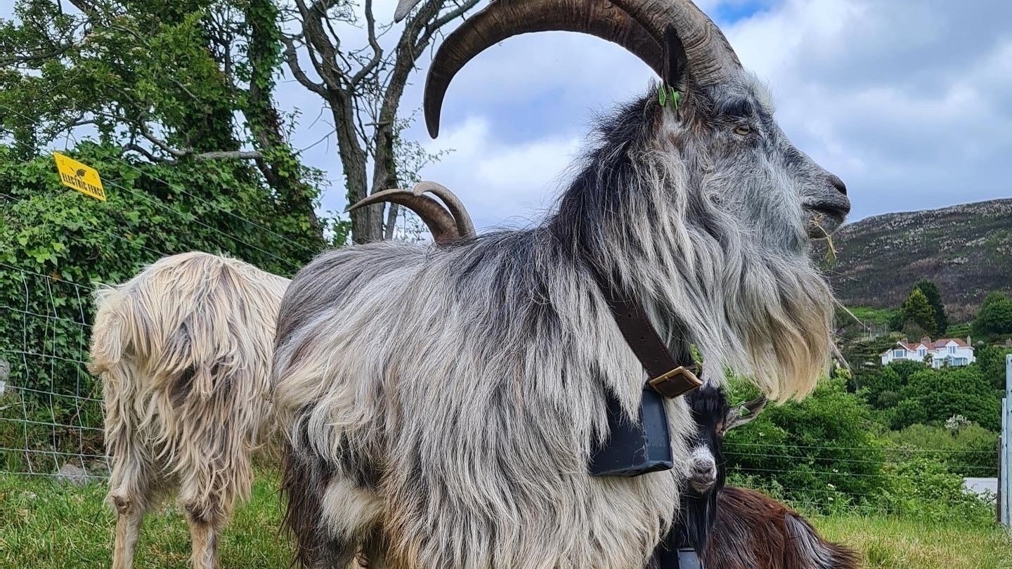 Petition update · Rare Breed Status Granted to the Old Irish Goat ...