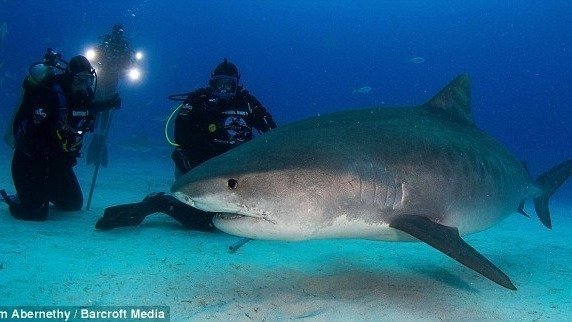 Petition · Sharks prefer fish blood over human blood. · Change.org