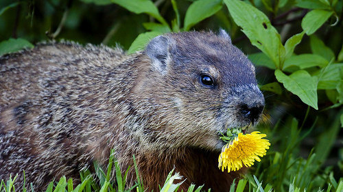 Petition · Funeral for The Groundhog - United States · Change.org