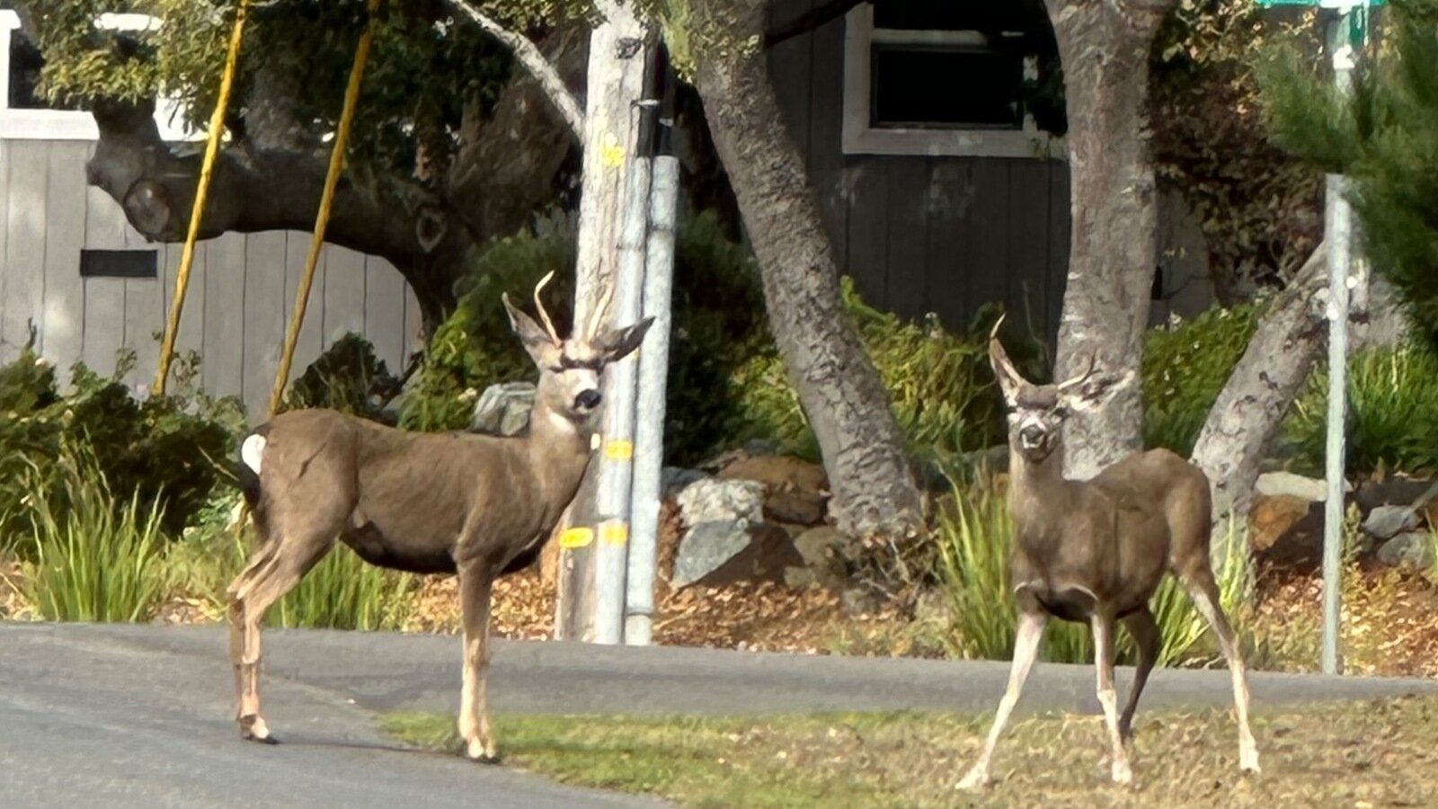 Petition · Make Residential Streets in Cambria 25mph for Enhanced ...