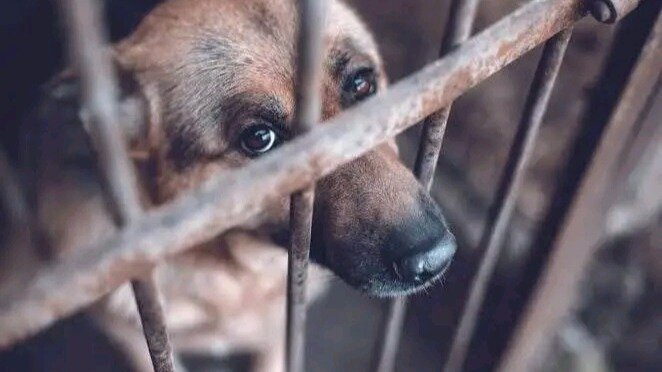 Petition · Stop Abusing Animals - Philippines · Change.org