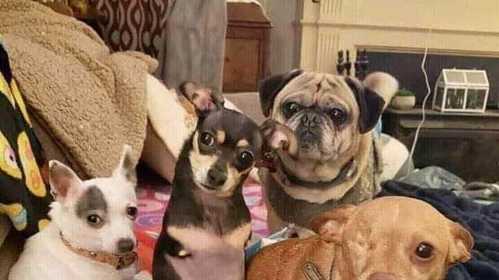 Petition · Dog Equality - Philippines · Change.org