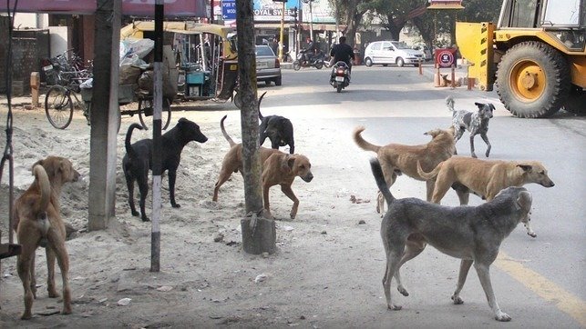Petition · Remove stray dogs from Bahria Town - Pakistan · Change.org