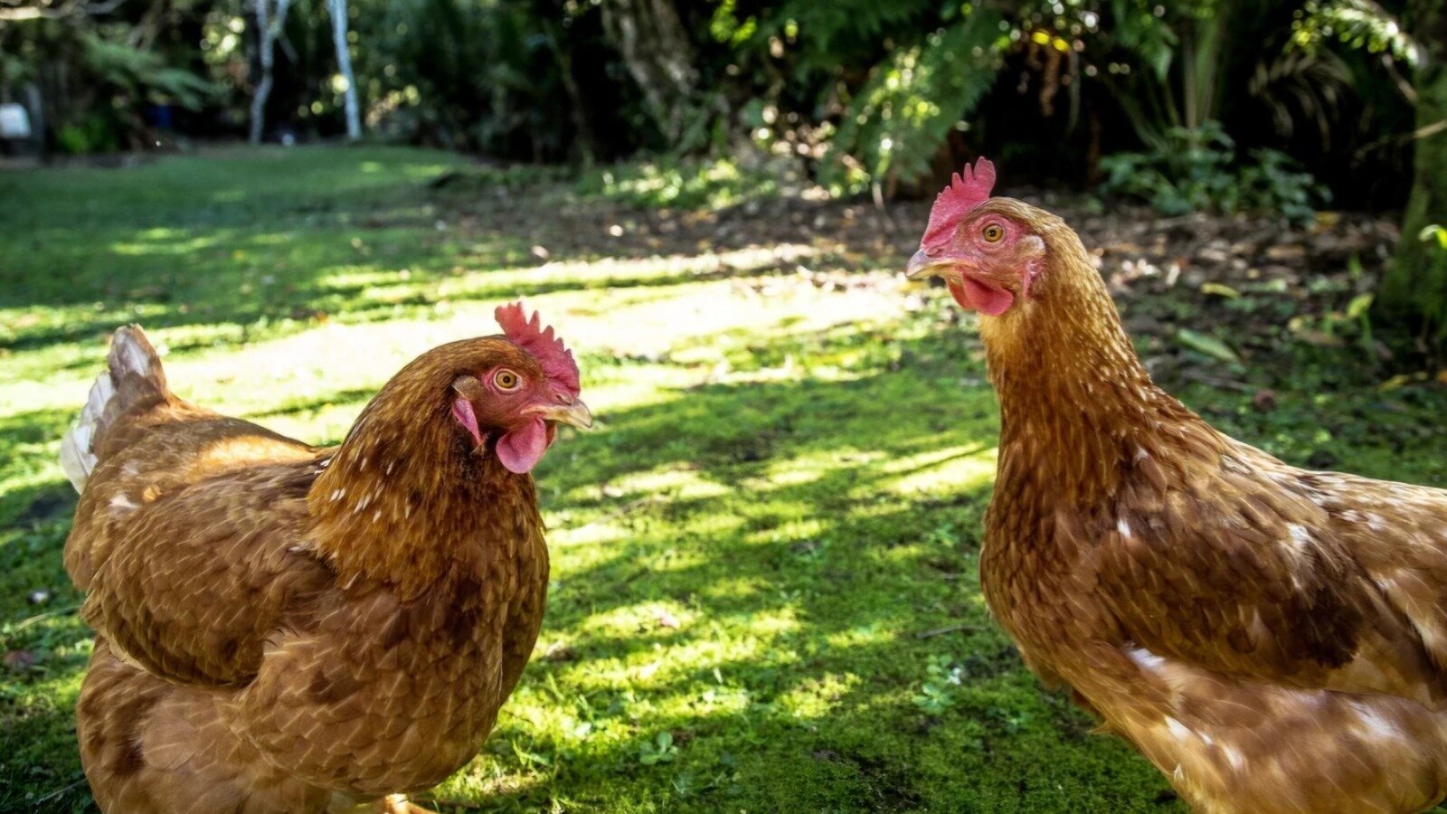 Petition · Request City Approval for Domestic Chicken Ownership ...