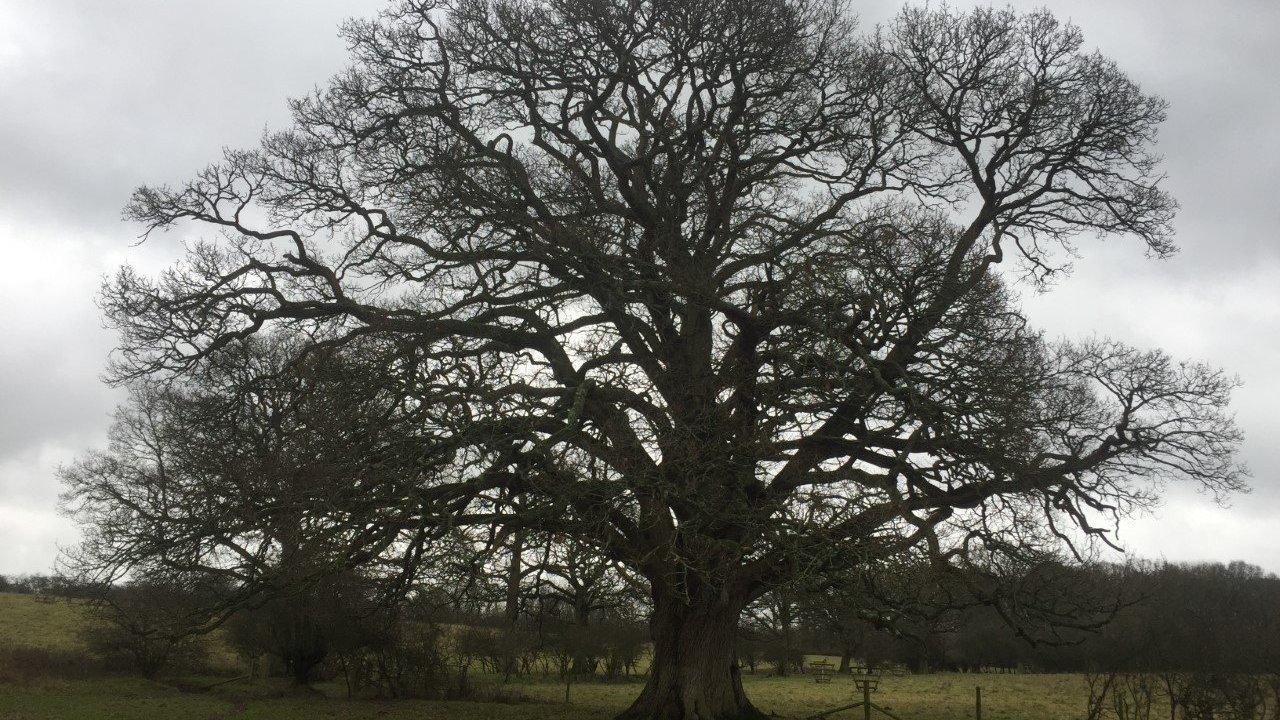 Petition · UK Government: Plant 1 billion trees throughout the UK ...