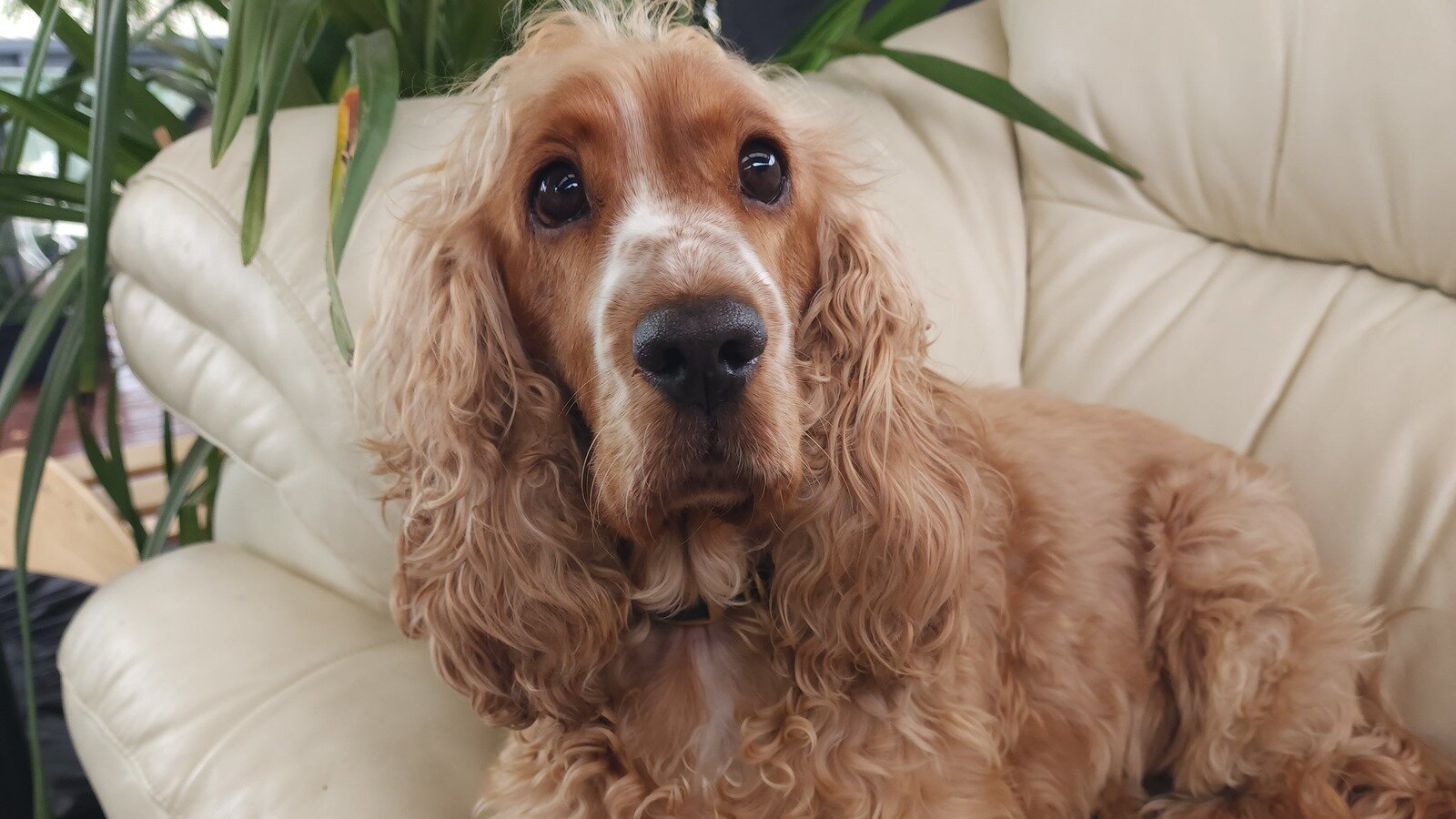 Petition · Implement Lifetime Pet Registration in Victoria - Australia ...