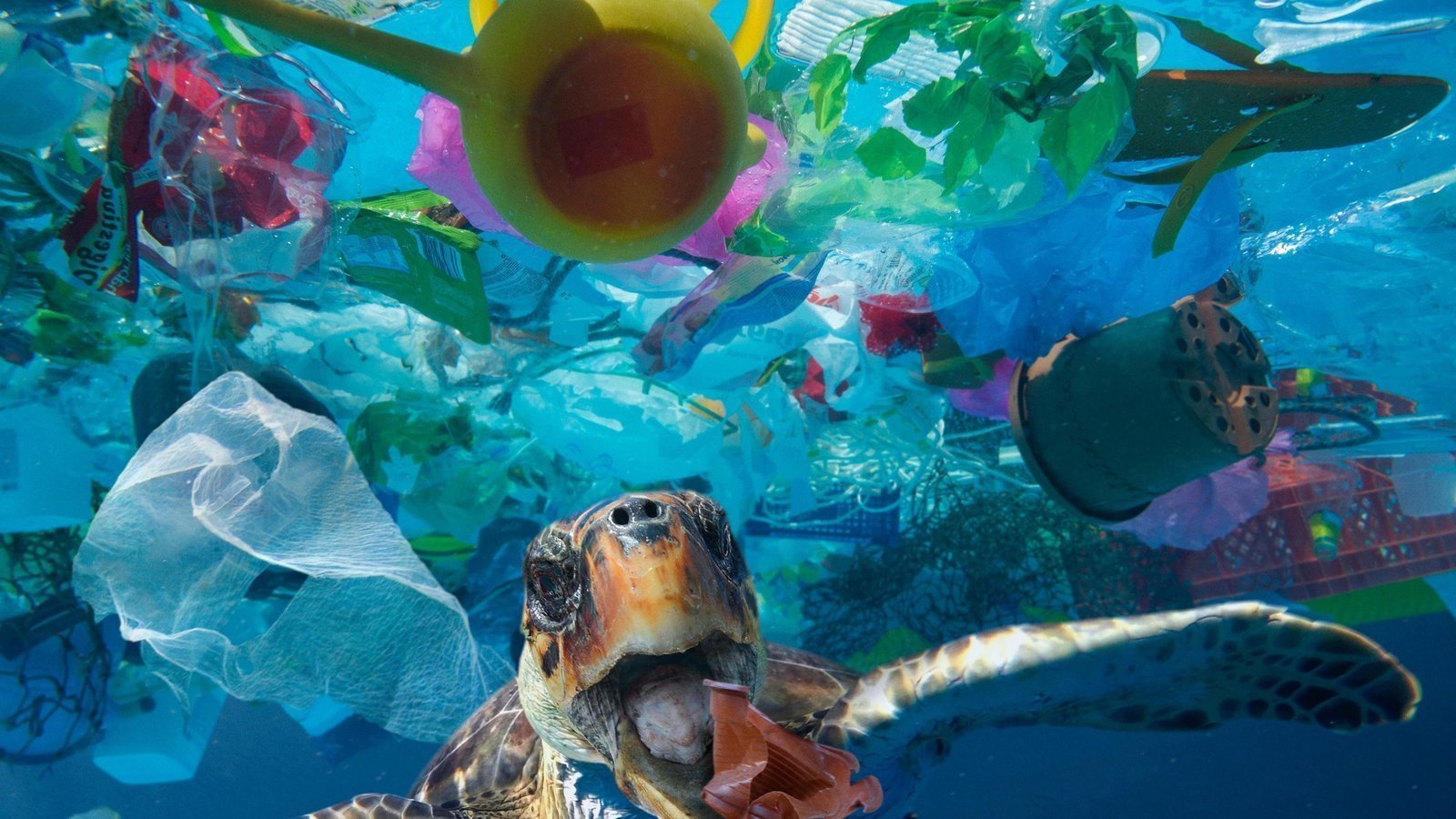Petition · Stop using plastic! - Hong Kong SAR China · Change.org