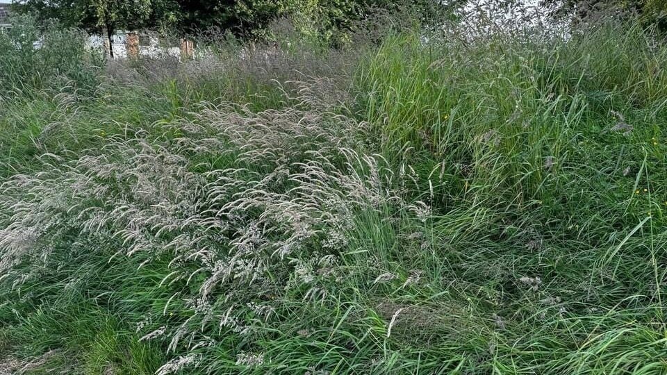 Petition · Urge Chester Council to Revise Grass Cutting Policy for ...