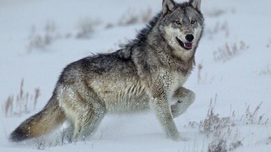 Petition · Have Governor Kathy Hochul reintroduce Gray Wolves back into ...