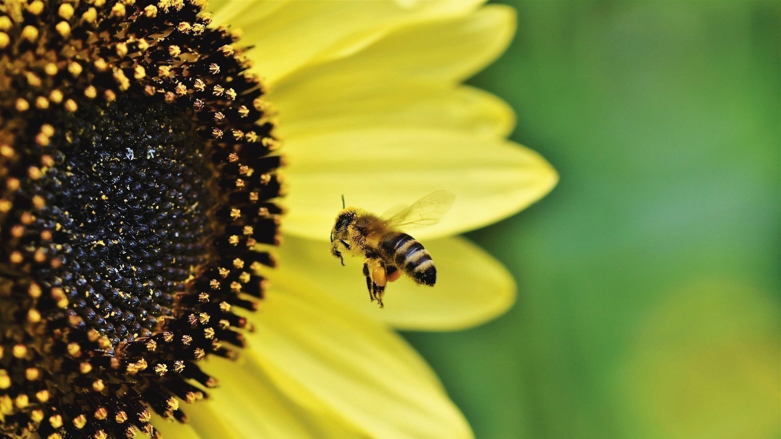 Petition · Save The Bees! Ban the use of Pesticides in Birmingham's ...