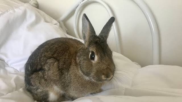 Petition · legalise rabbits in queensland - Australia · Change.org