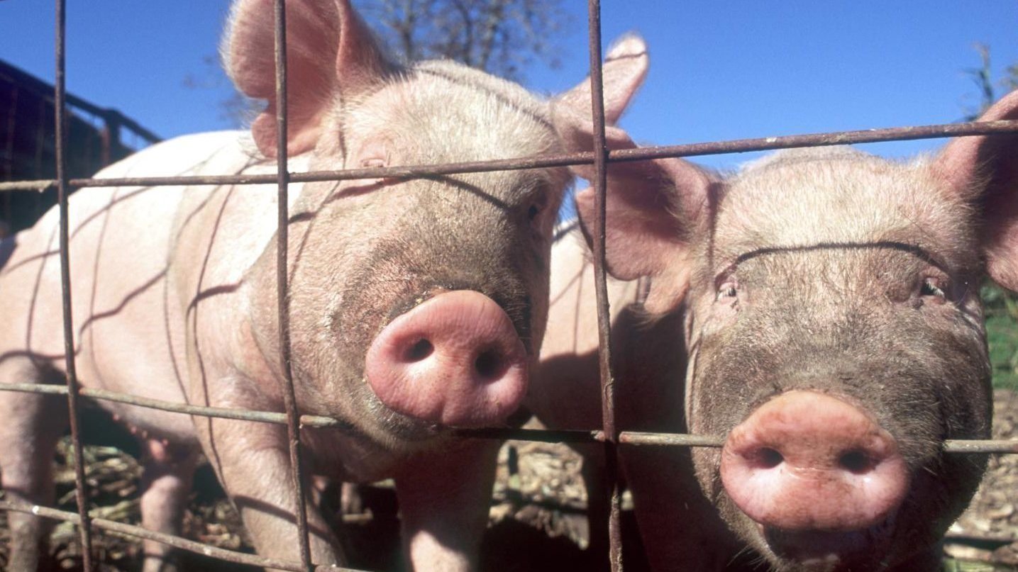 Petition · Introduce regulations against the use of CO2 "stunning" at ...