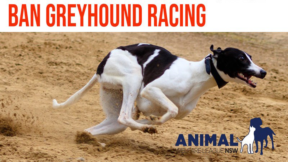 Petition · NSW State Government: Reinstate the ban on greyhound racing ...
