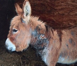 Petition · Cancel the donkey rodeo at St Jude Trail Ride Benefit and ...