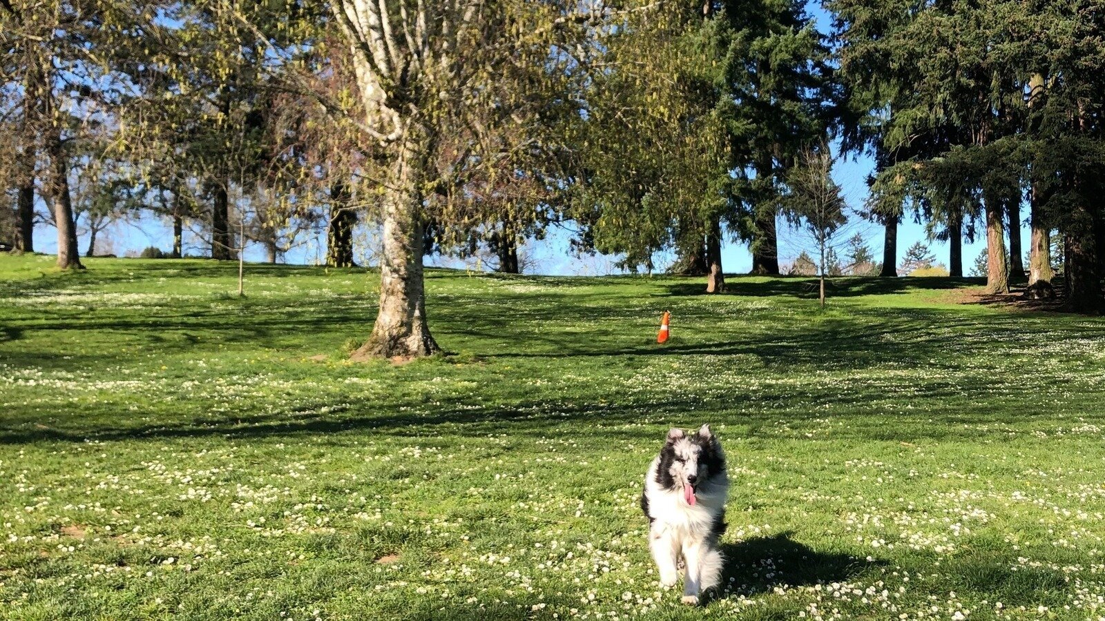 Petition · 🐾 Save Lents Dog Park: Stop the Redesign That Will Cut Our ...