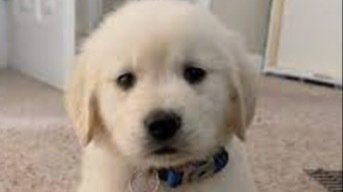 Petition · Support Aivee in her journey to get a dog. - United States ...