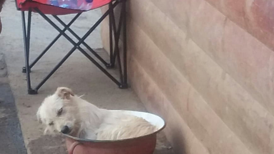 Petition update · Alternate paypal account also blocked · Change.org ...