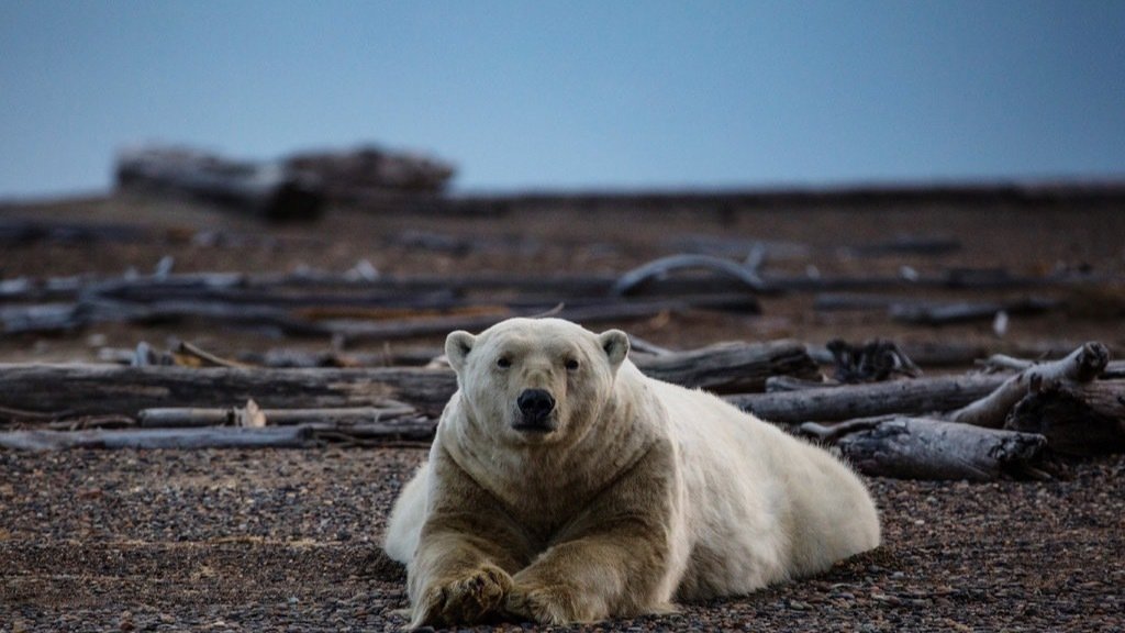 Petition · STOP THE WILLOW PROJECT! - United States · Change.org