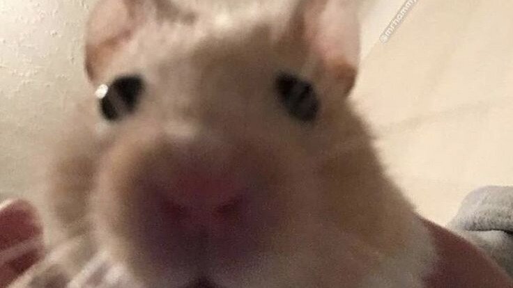 Petition · Help Tatum own a rat - United States · Change.org
