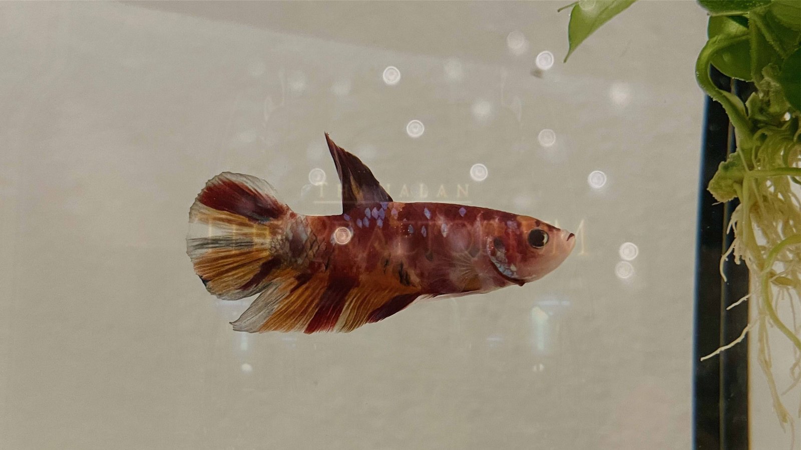 Petition · Name Miya's fish Praeto - United States · Change.org