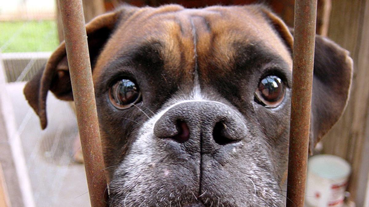 Petition · Ban the commercial sale of animals on classified sites in ...
