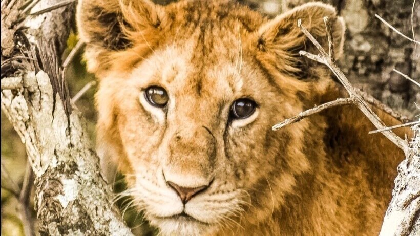 Petition · Save animals Protect and Improve Animal Welfare Standards ...