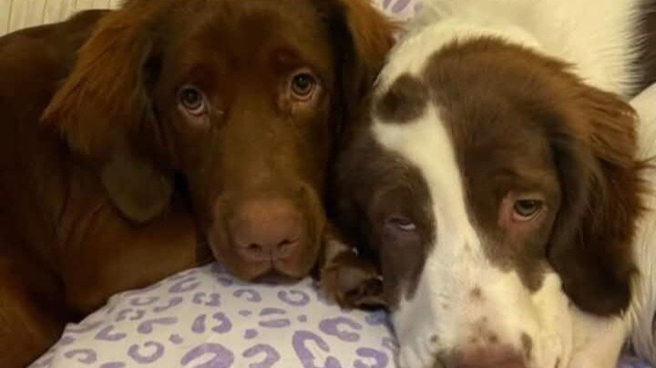 Petition · Justice for Nala Rose and taz reunite a family w our dogs ...