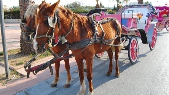 Petition · Ban Horse Carriages in Boston Massachusetts - United States ...