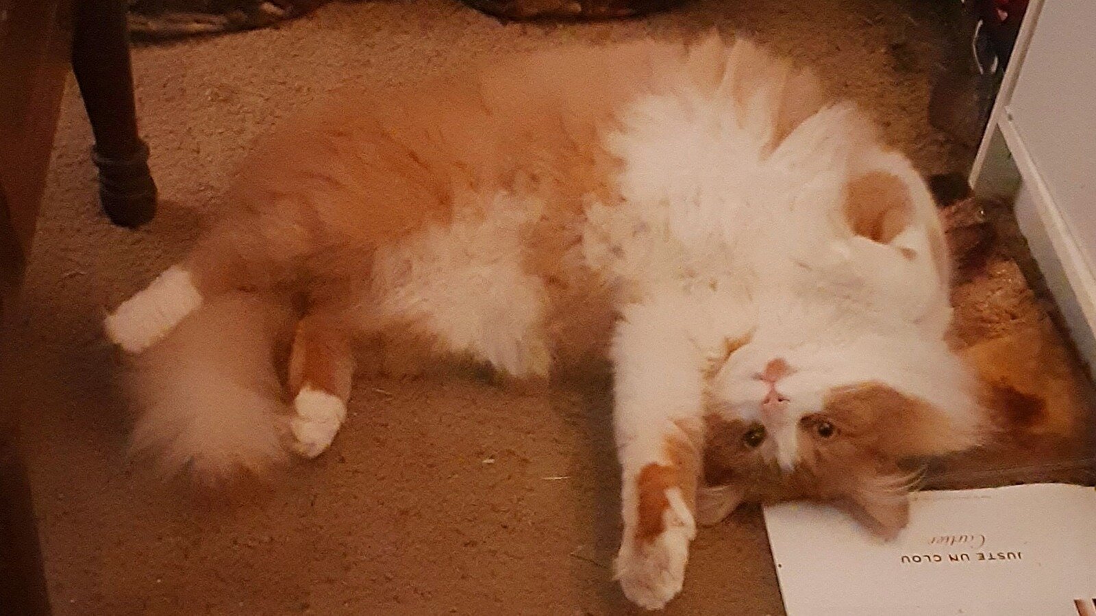 Petition · Regulate the Strength of Rat Poison To Protect Our Pets and ...