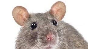Petition · Let Ms . Donovan get pet rats for class pets. - Boulder ...