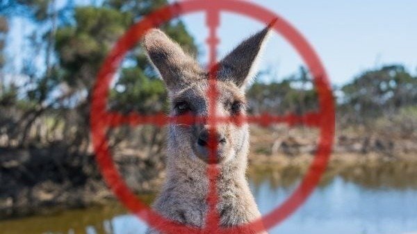 Petition · Save kangaroos from deadly culls in Australia. - Australia ...