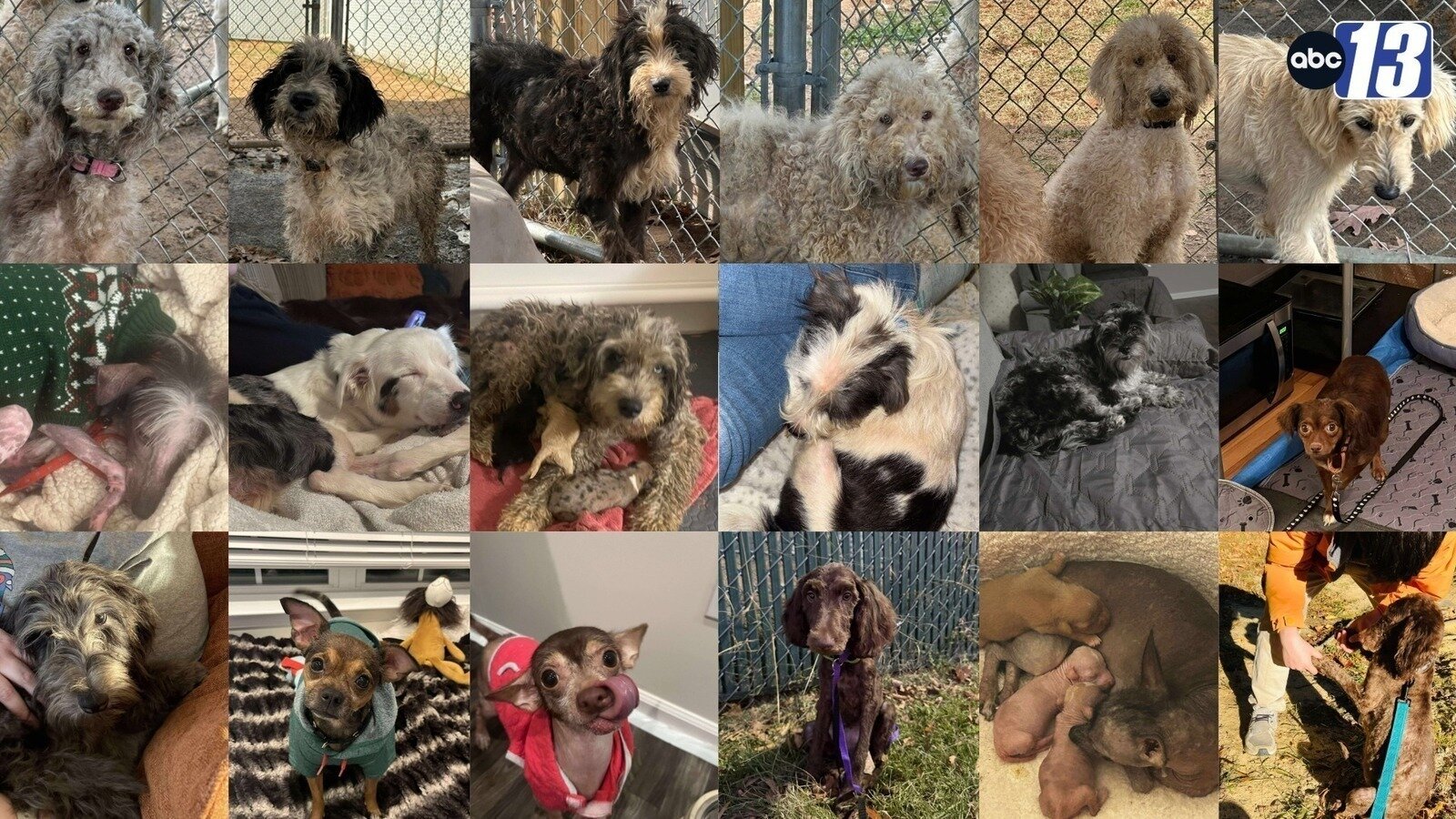 Petition · Justice for the 106 Dogs Rescued in Henry County, Virginia ...