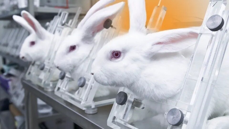Petition · Encourage ethical consumer choices against animal testing ...