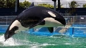 Petition · Free Orcas, End Captivity Now! - United States · Change.org