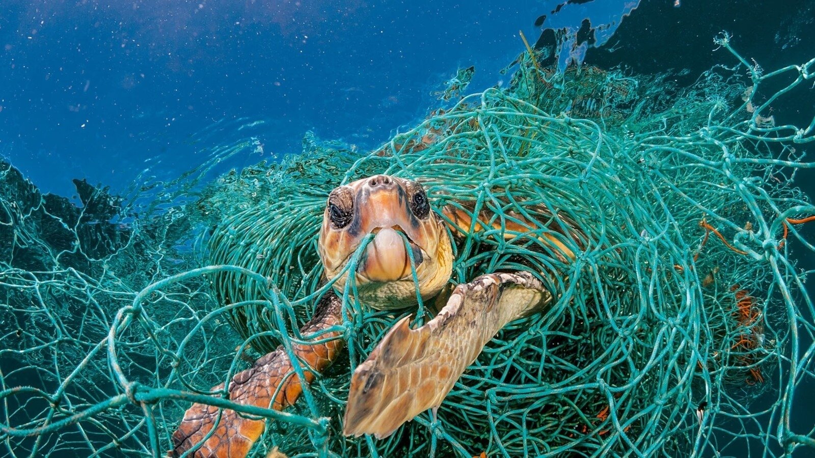 Petition · Ban Plastic Water Bottles! - United States · Change.org