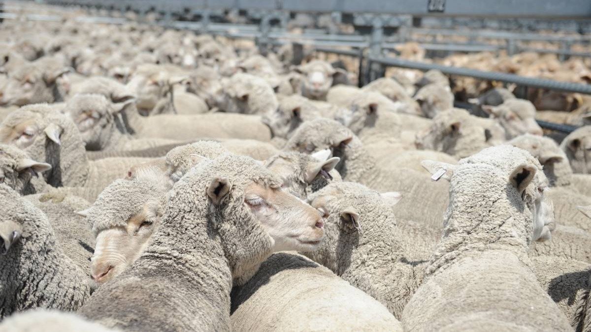 Pétition · Interdire l'installation d'un élevage intensif de plus de ...