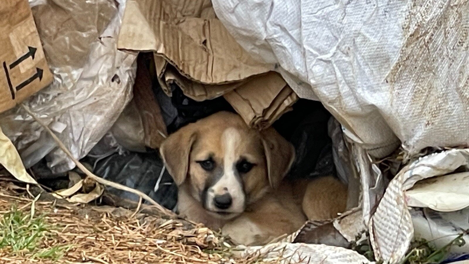 Petition · End Animal Cruelty in Kosovo – Sign to Demand Government ...