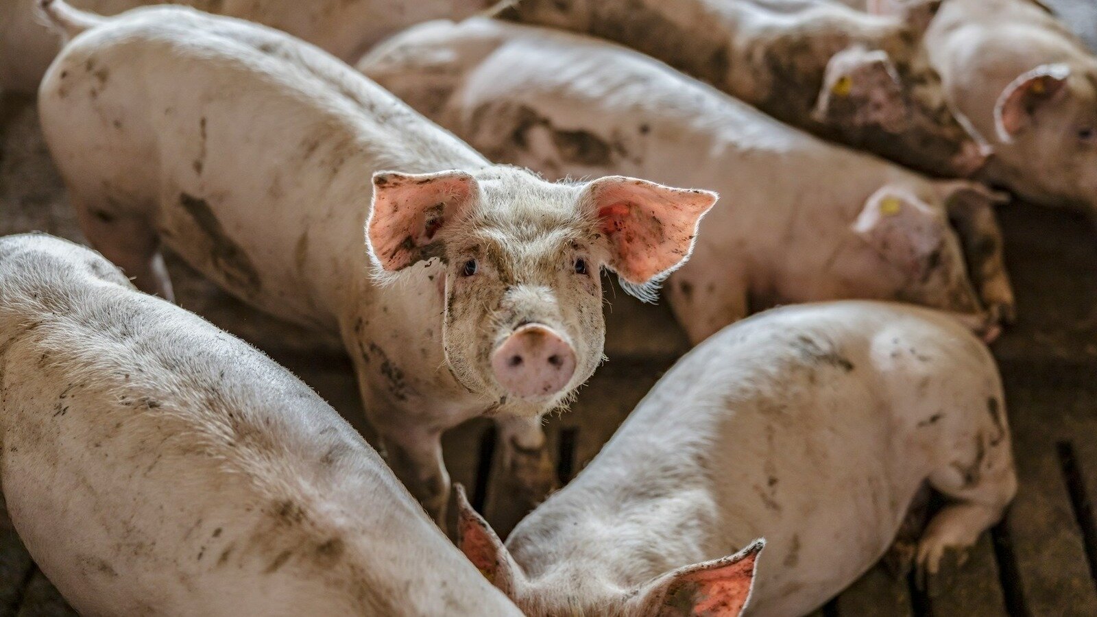 Petition · Pass the Pigs and Public Health Act to End the Slaughter of ...