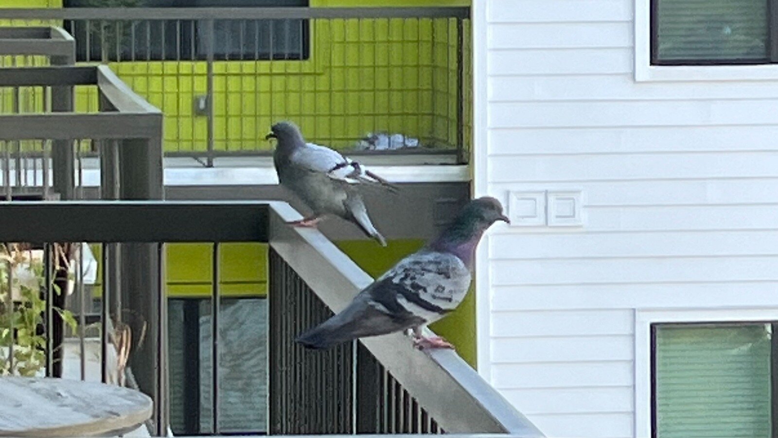 Petition · Impose Measures to Curb the Pigeon Invasion in our Apartment ...