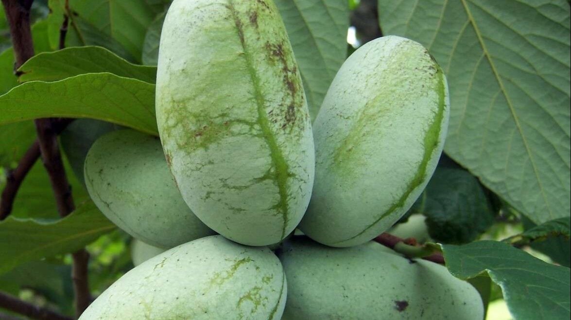 Petition · The Incredible Indiana Banana deserves to be Indiana’s state ...