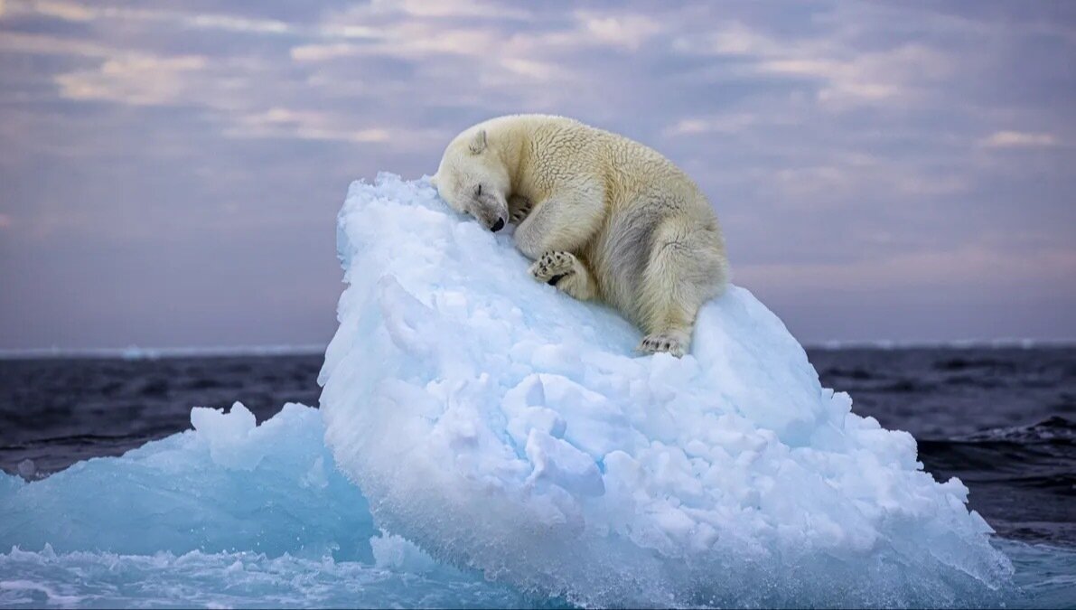 Petition · Save Arctic Wildlife from Climate Change - United States ...